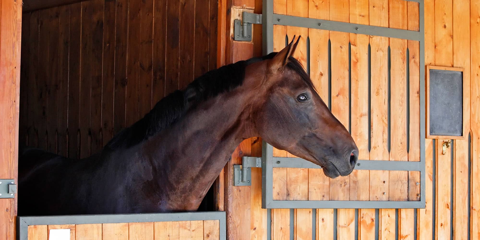 Horse and Farm Insurance | Markel
